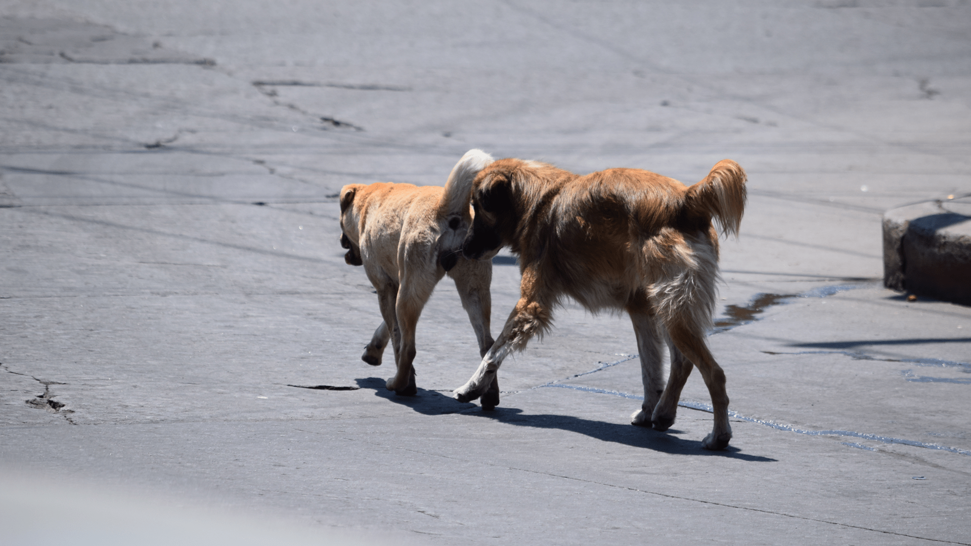 ¿Adoptar un perro macho o hembra? - ️ Adopta un Chuchito ️