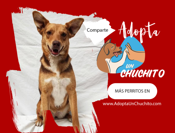 Perrita Colocha en adopción ️ - Adopta un Chuchito