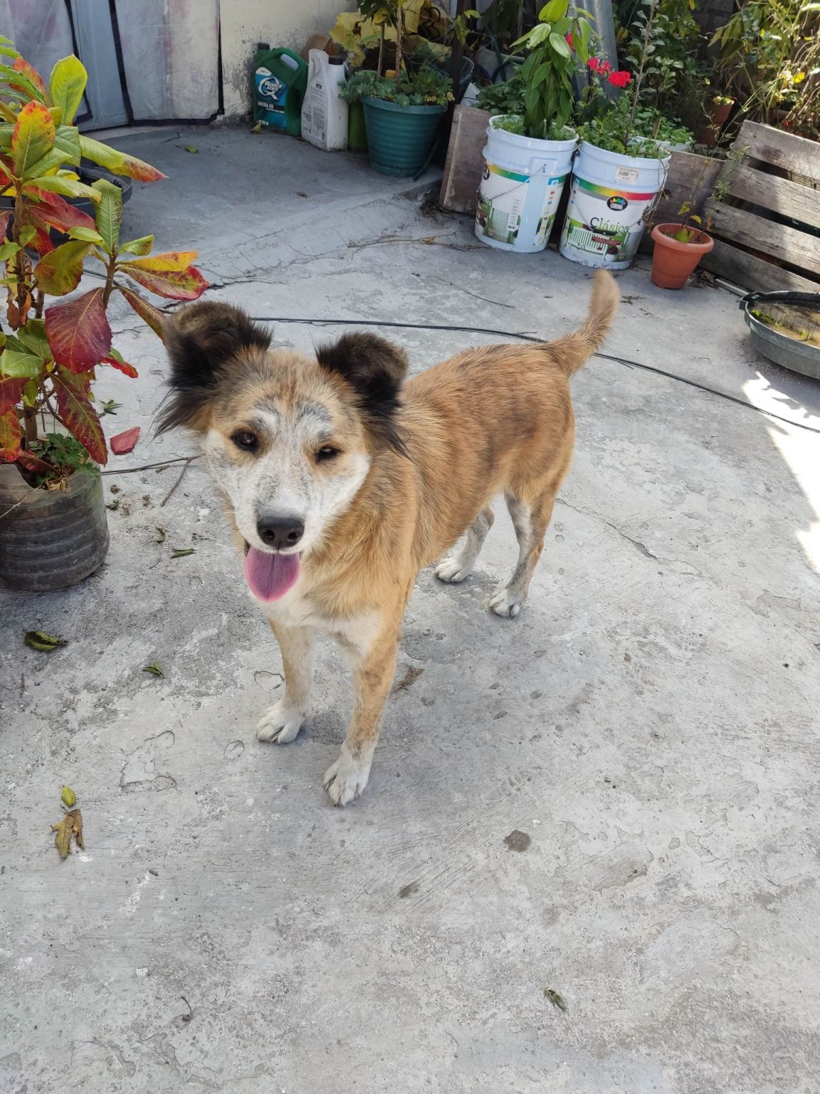 ≫ Perros cachorros y adultos en Adopción en Guatemala